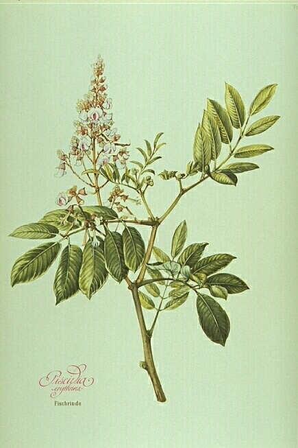 Piscidia erythrina, Fischrinde